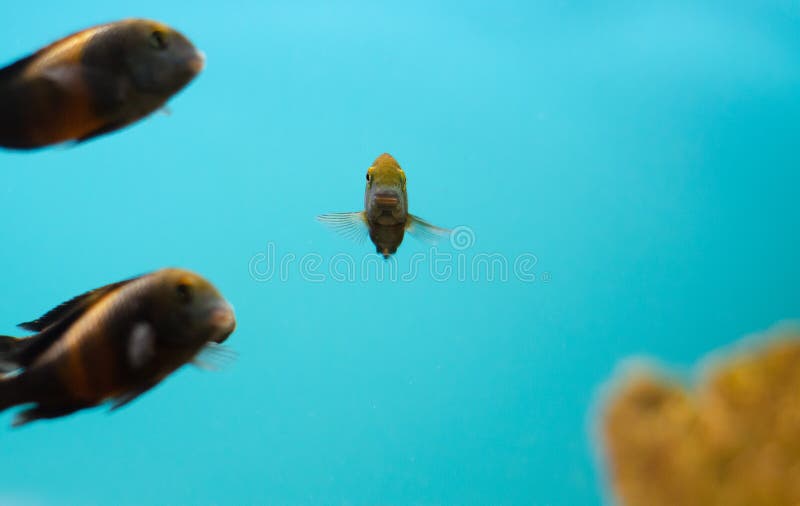 Fish Inside a Home Aquarium. Blue Water and Beautiful Color Stock Photo ...