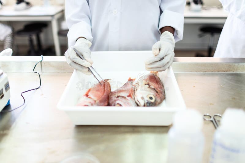 Fish Interior To Be Tested in Laboratory, Quality Test Stock Image ...