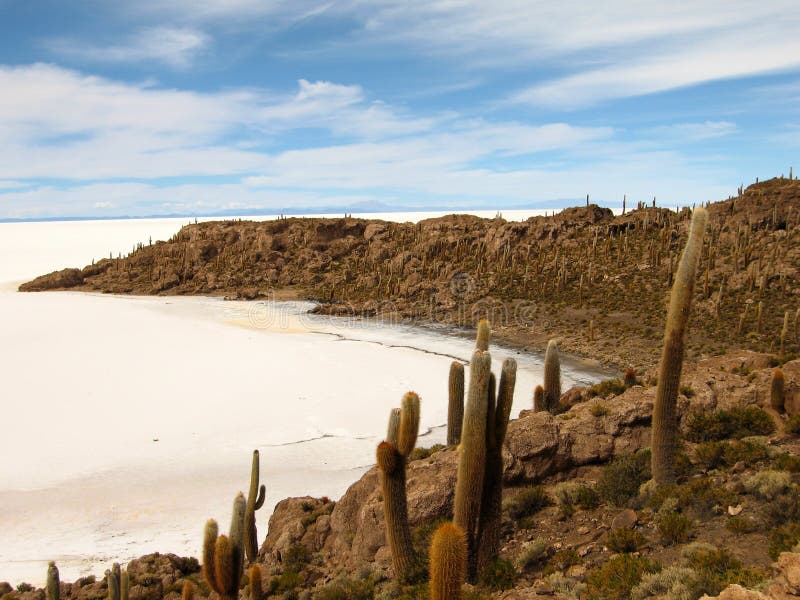 Fish Island stock photo. Image of cactus, land, outdoors - 2558000