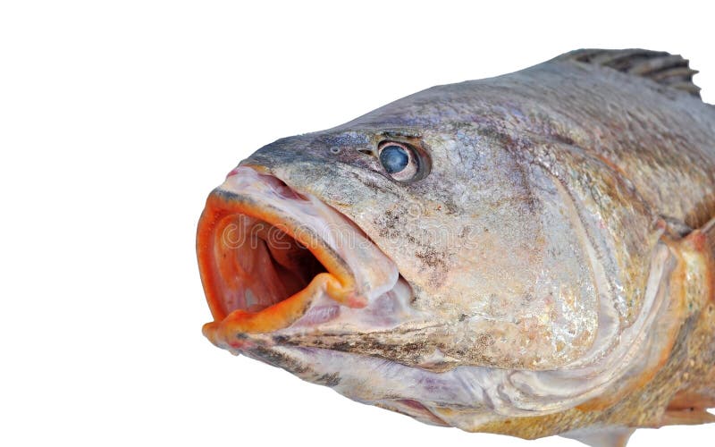 Fresh Fish Isolated on White Stock Photo - Image of expressive, breathe ...