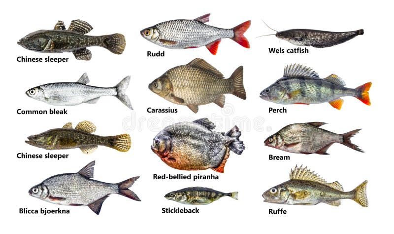 River Fish Collection Isolated Stock Photo - Image of food, marine ...