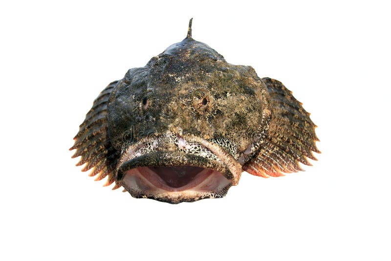 Fish Isolated on White, Bullhead Stock Photo - Image of nature, animal ...