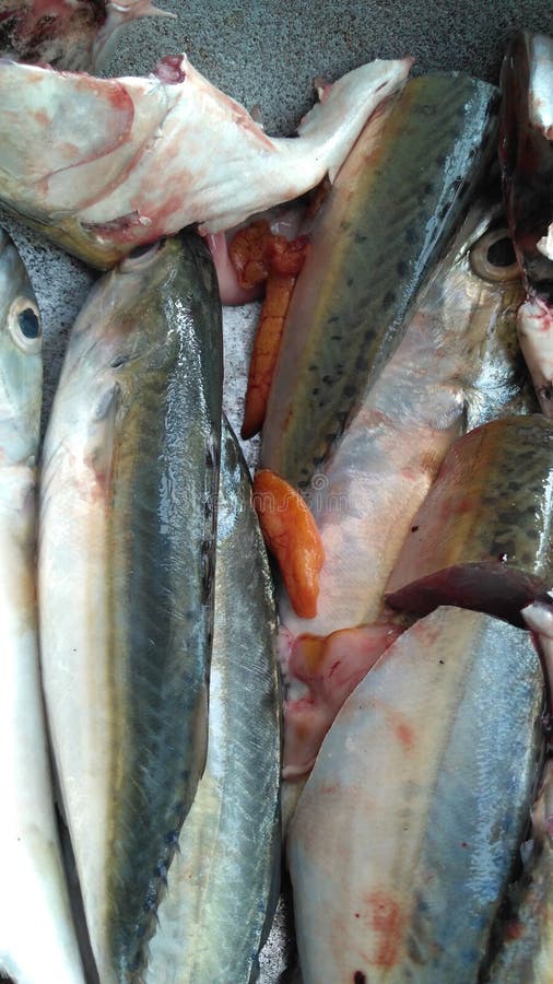 Udupi Stock Photos - Download 259 Royalty Free Photos