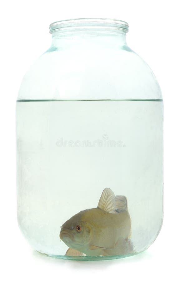 Fish in a jar stock image. Image of movement, sheen - 221139093