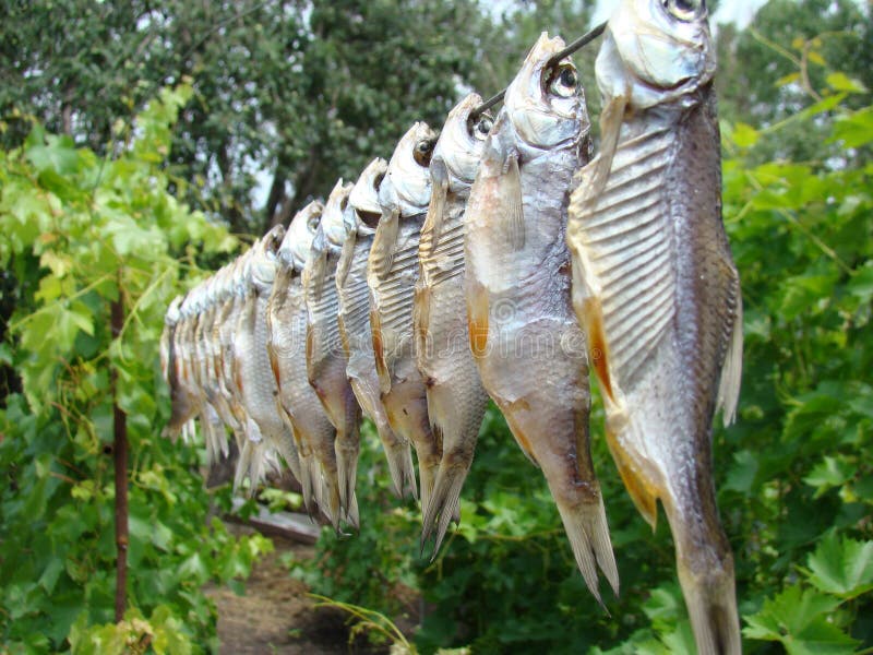 Fish jerky stock image. Image of carp, food, dried, turanica - 55906451