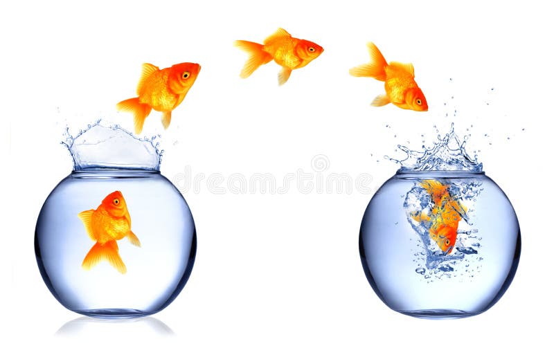 Red fish jumping stock image. Image of liquid, splash - 2107533