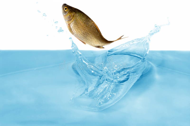 Fish in jump stock photo. Image of crucian, freedom, orange - 2787444