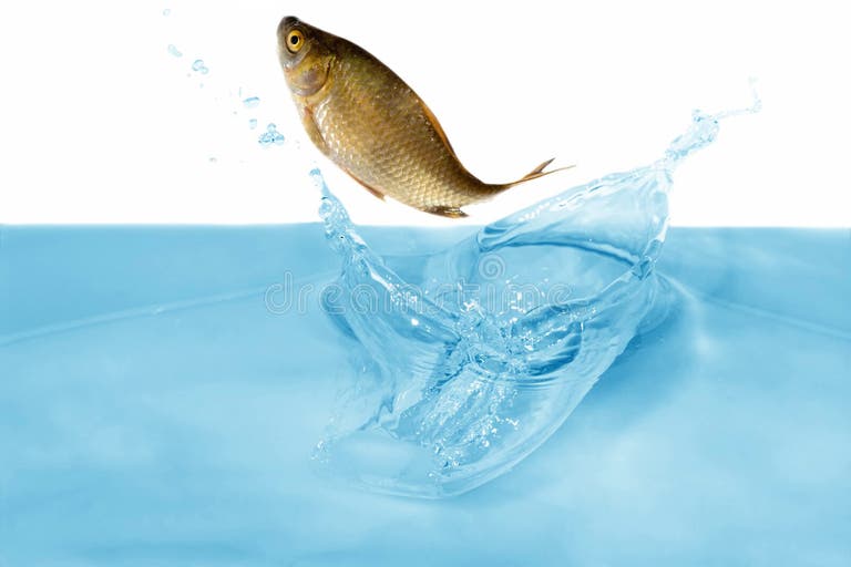258 Carp Jumping Stock Photos - Free & Royalty-Free Stock Photos from ...