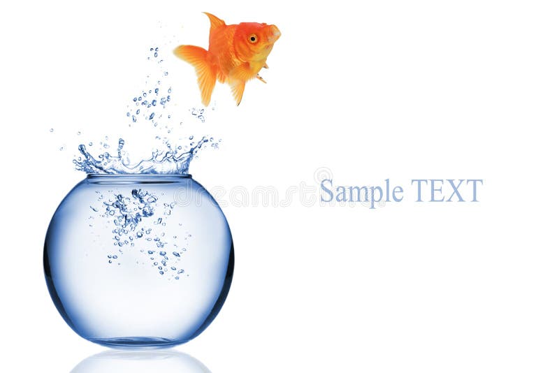 Fish jumping stock photo. Image of healthy, drip, clear - 16793334