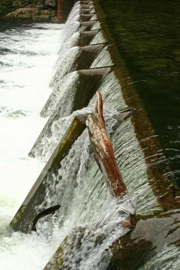 Fish jumping in Dam stock image. Image of swimming, eggs - 2885855