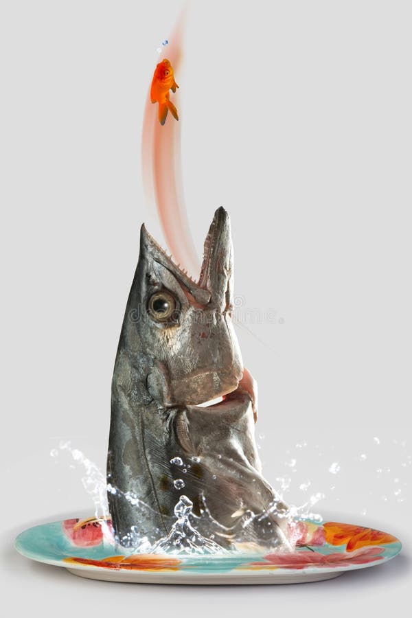 Fish Jumping. stock image. Image of fishing, dish, sushi - 41542797