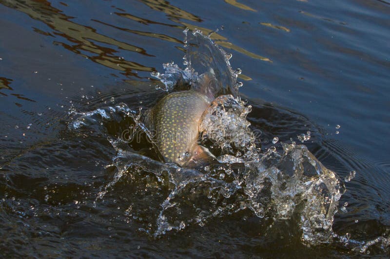 Fish stock image. Image of capture, splashes, fins, marine - 52553255