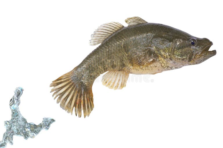 103 Perch Jumping Out Water Stock Photos - Free & Royalty-Free Stock ...