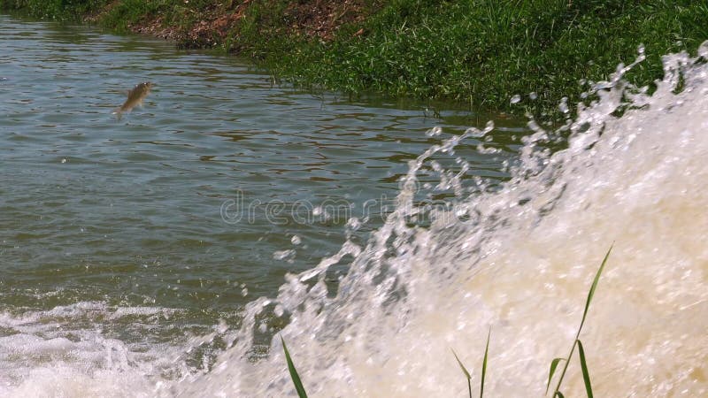 Fish Jumping Out Water in River Stock Footage - Video of large, river ...