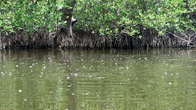 Fish Jumping on the Surface of a Pond in a Tropical Forest Stock Video ...