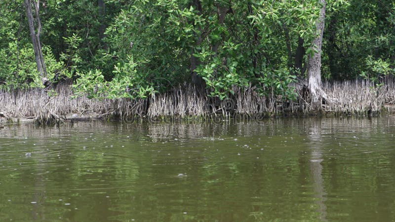 Fish Jumping on the Surface of a Pond in a Tropical Forest Stock Video ...