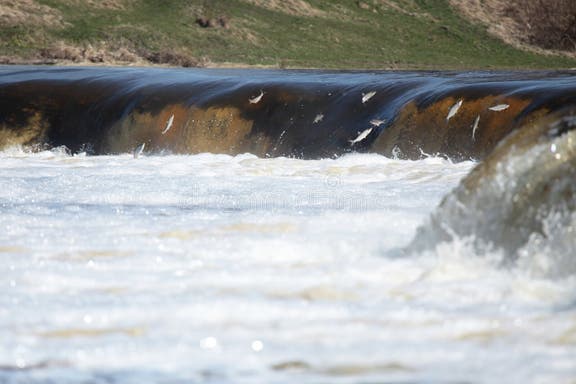 Fish jumping in waterfall stock image. Image of sunlit - 9028273