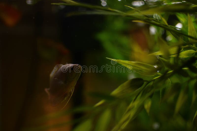 Fish just chilling stock photo. Image of fish, literally - 82887818