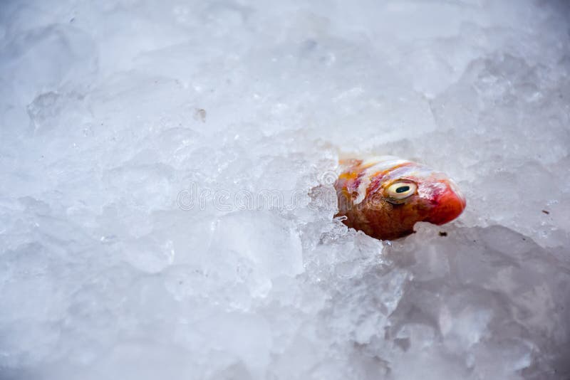 Fish kept on ice stock photo. Image of green, caught - 186388088