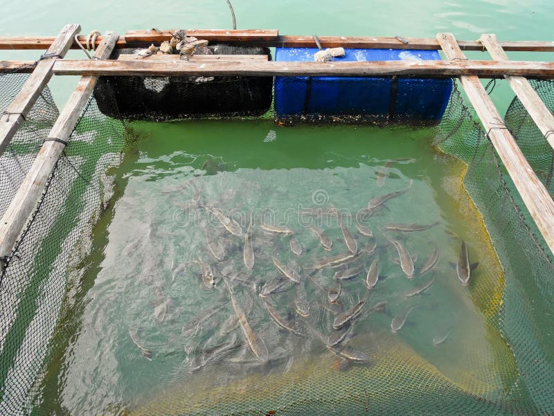 Fish Kept Inside Floating Net Basket Stock Photo - Image of ocean ...