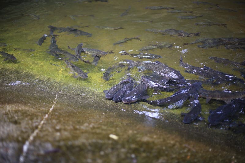 Fish in Khao Cha Mao Waterfall Stock Photo - Image of thailand, rayong ...