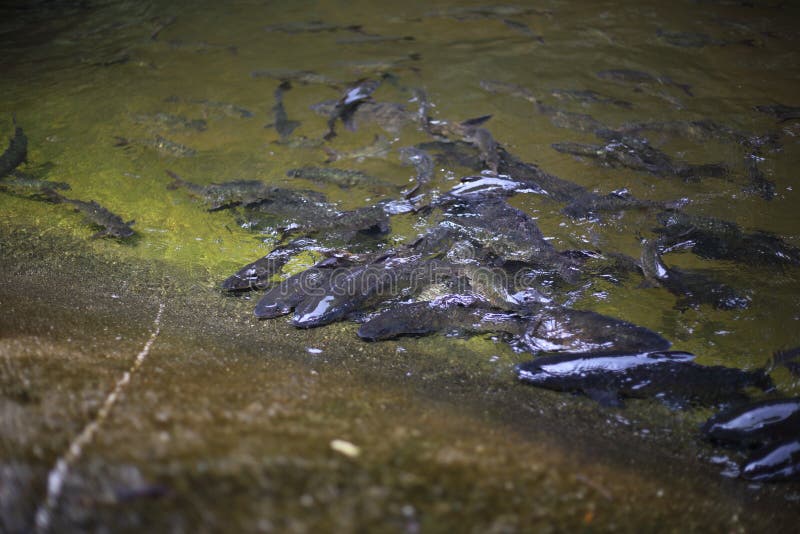 Fish in Khao Cha Mao Waterfall Stock Photo - Image of thailand, rayong ...
