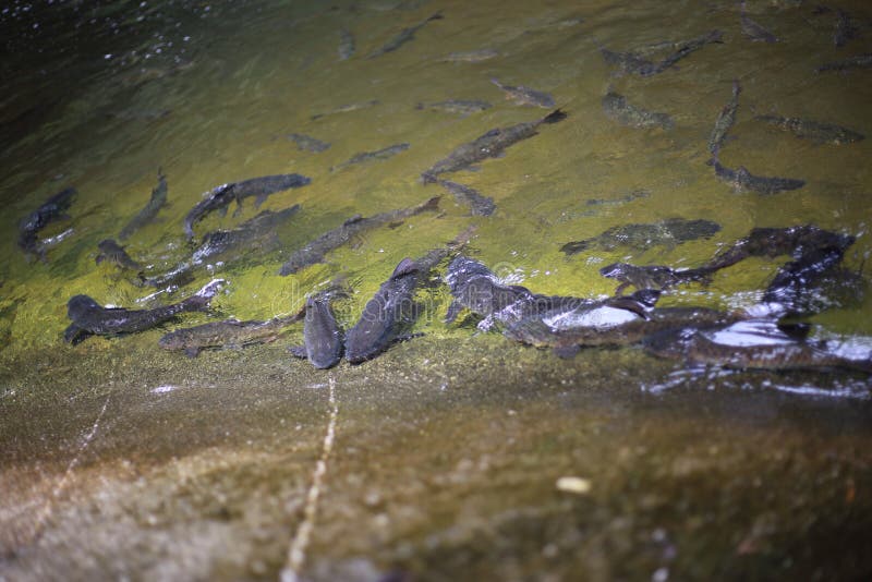 Fish in Khao Cha Mao Waterfall Stock Photo - Image of waterfall, park ...