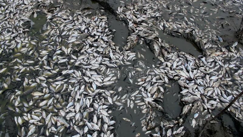 Fish kills stock footage. Video of damage, kills, chemicals - 37180338