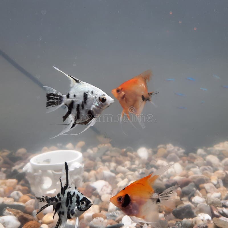 Fish kiss1 stock photo. Image of reef, food, kiss, fish - 208763406