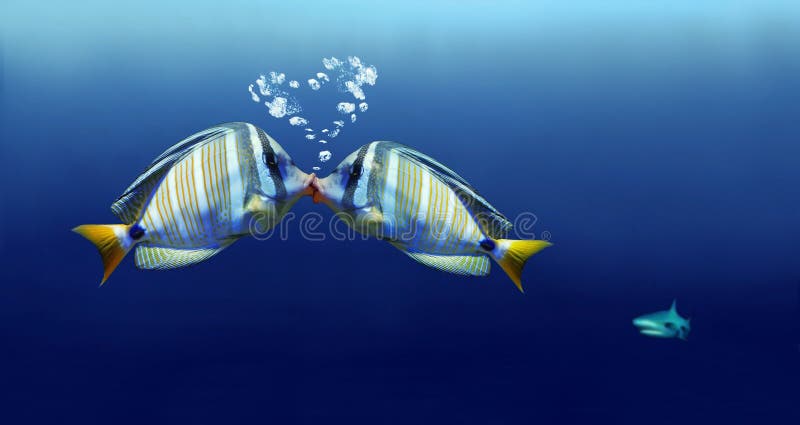 333 Kissing Fish Stock Photos - Free & Royalty-Free Stock Photos from ...