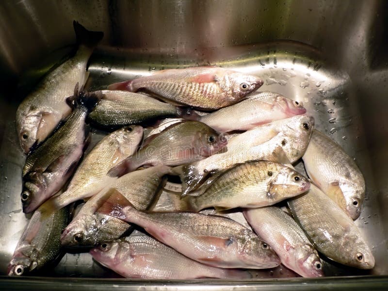 Fish in kitchen sink stock photo. Image of perch, scaly - 5763394