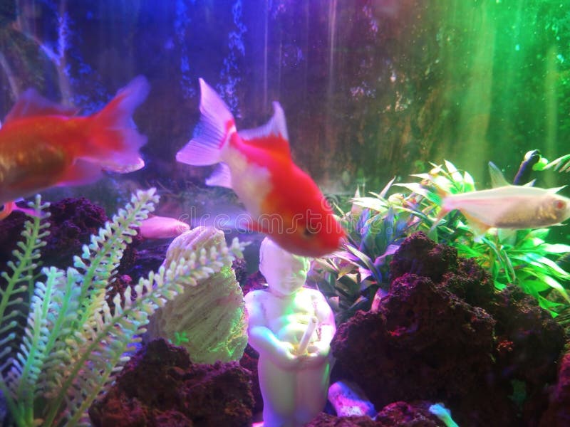 Fish Koi Akuarium Wallpaper Theme Stock Photo - Image of fish, akuarium ...