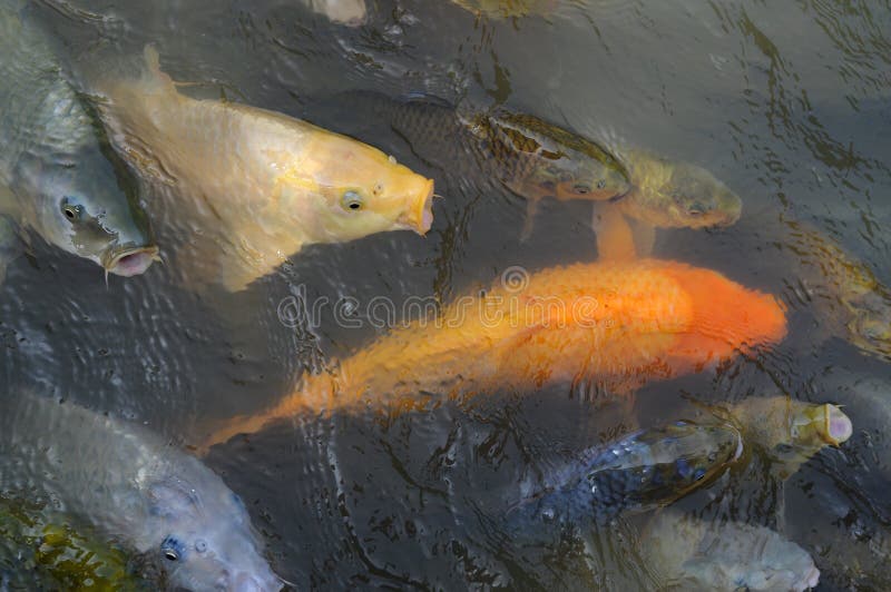 Koi Fish Skin Pattern Stock Photos - Free & Royalty-Free Stock Photos ...