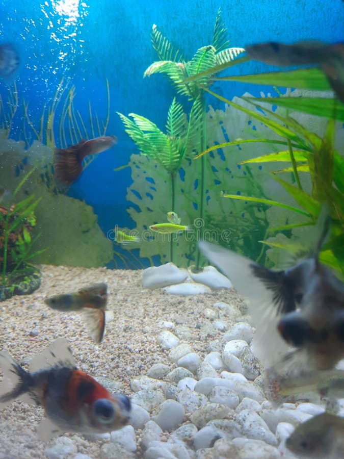 Fish koki on aquarium stock photo. Image of aquarium - 260964696