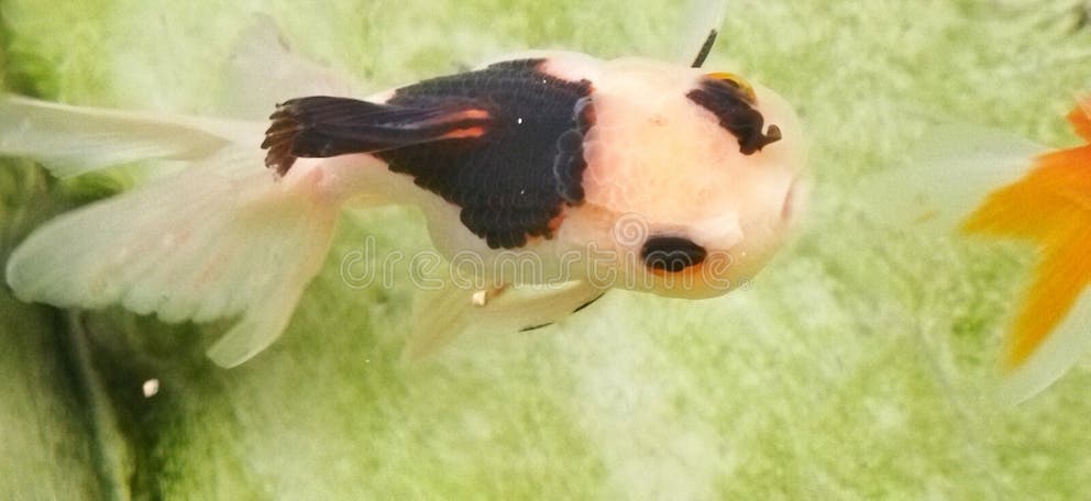 Fish koki stock image. Image of fish, bird, invertebrate - 248817777