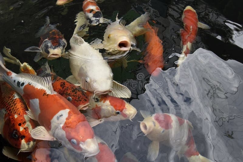 Fish Kol , Water Carps Colors Stock Photo - Image of fishes, aquarium ...