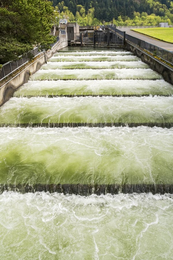 Environmental Salmon Fish Ladder Stock Image - Image of concrete ...
