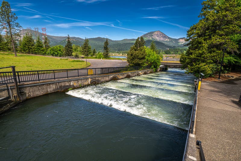 Fish Ladder stock photo. Image of corp, fish, fishery - 382495916