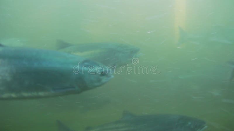 Fish Ladder stock video. Video of cement, gray, fins - 41285831