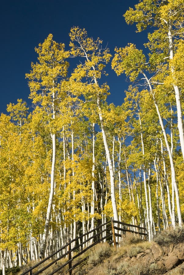 Fish Lake fall colors 4 stock image. Image of fence, colours - 5087501