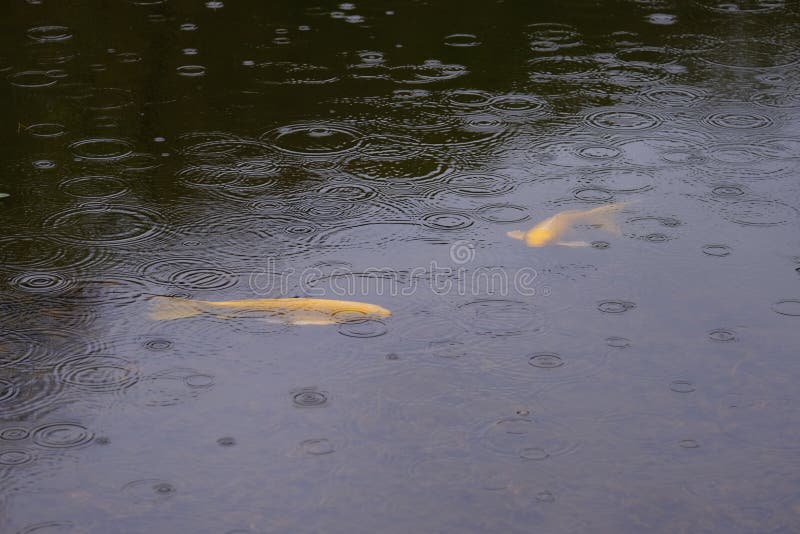 Fish in a Lake and Rain Drops Falling on the Water Surface Stock Image ...