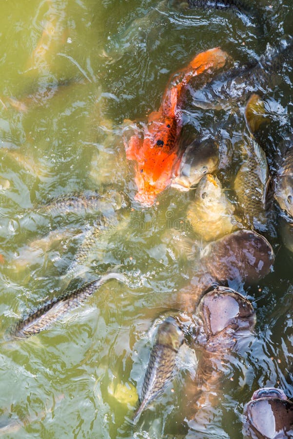 Fish in the lake stock image. Image of group, outdoor - 263711995