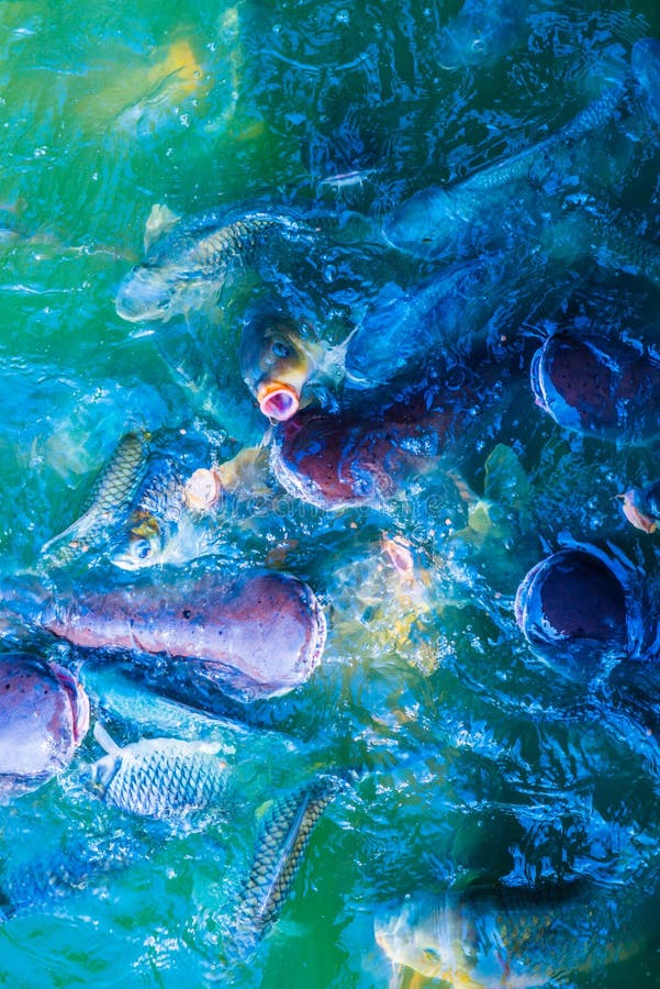 Fish in lake stock photo. Image of food, thai, water - 263712008