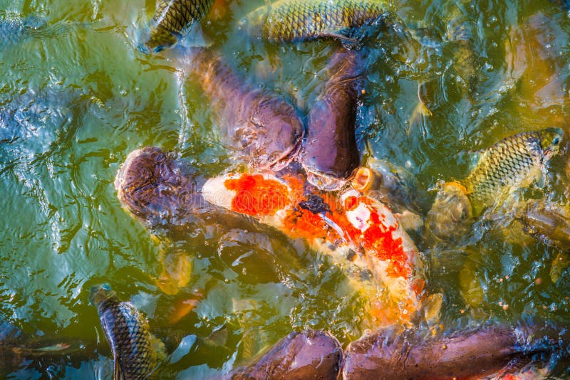 Fish in lake at country stock photo. Image of life, asia - 278975774