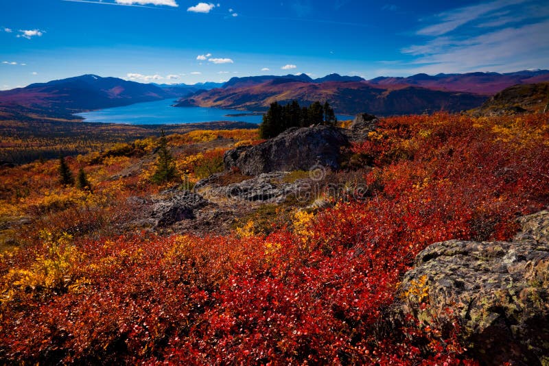 Fish Lake, Yukon Territory, Canada Stock Image - Image of color, gold ...