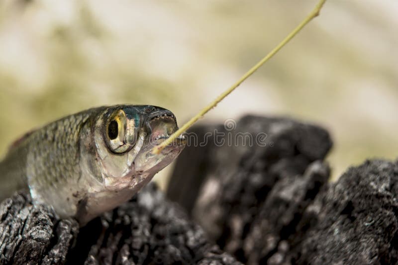 Fish in land stock photo. Image of water, small, tiny - 64458674