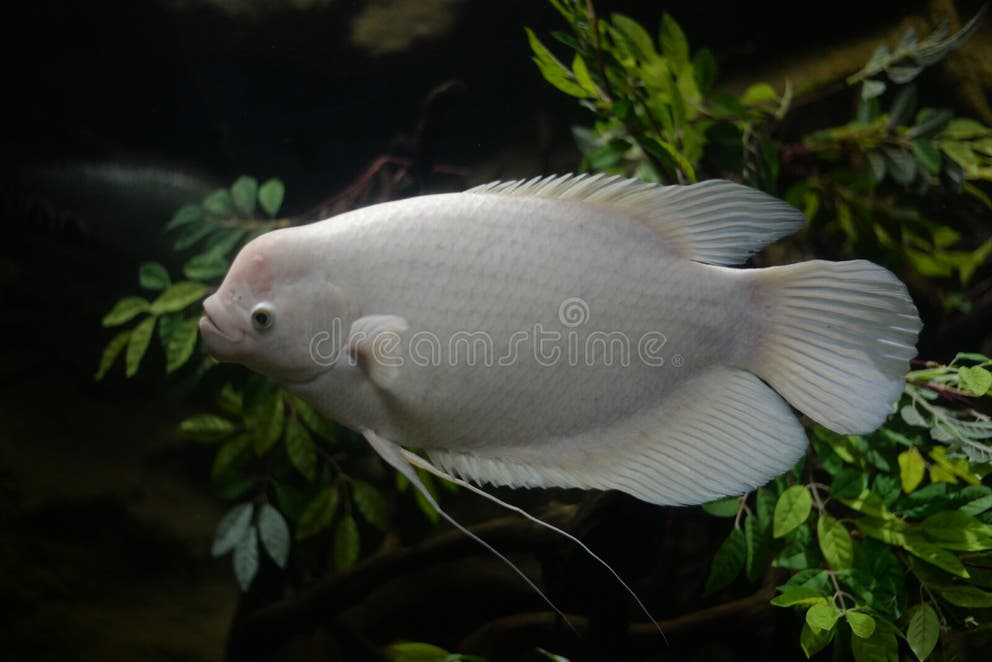 Fish with a large forehead stock image. Image of water - 54432873