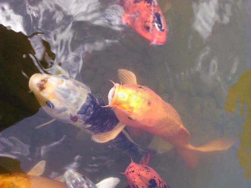 Fish stock photo. Image of swimming, hello, goldfish - 70223650
