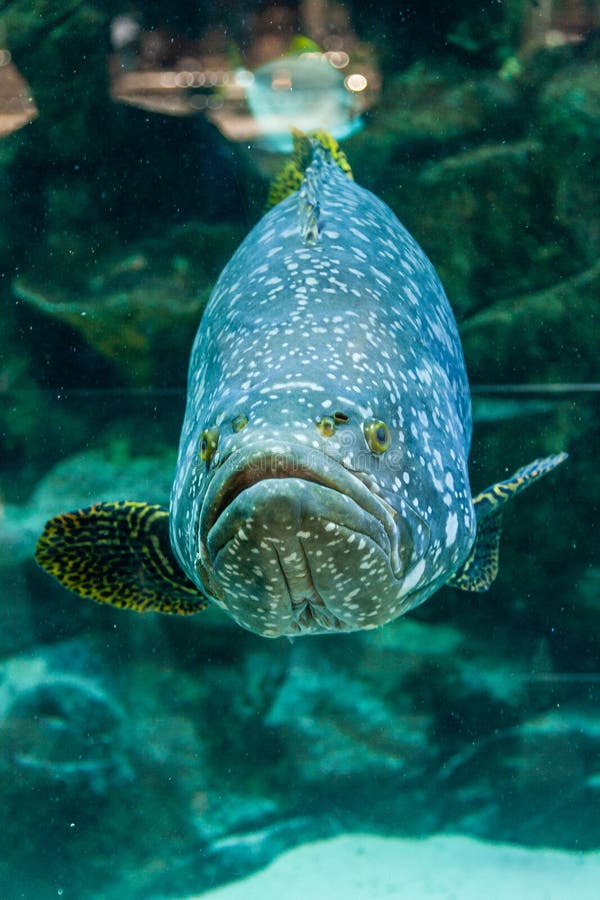 Large Coral Grouper On A Reef Stock Photo - Image of shoal, fish: 14052654