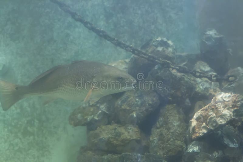 Large Fish Swimming Underwater Stock Image - Image of diving, fish ...